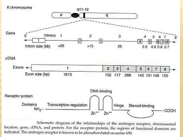 Reproductive system physiology