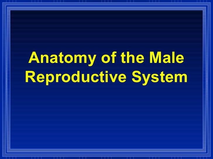 Reproductive System Powerpoint
