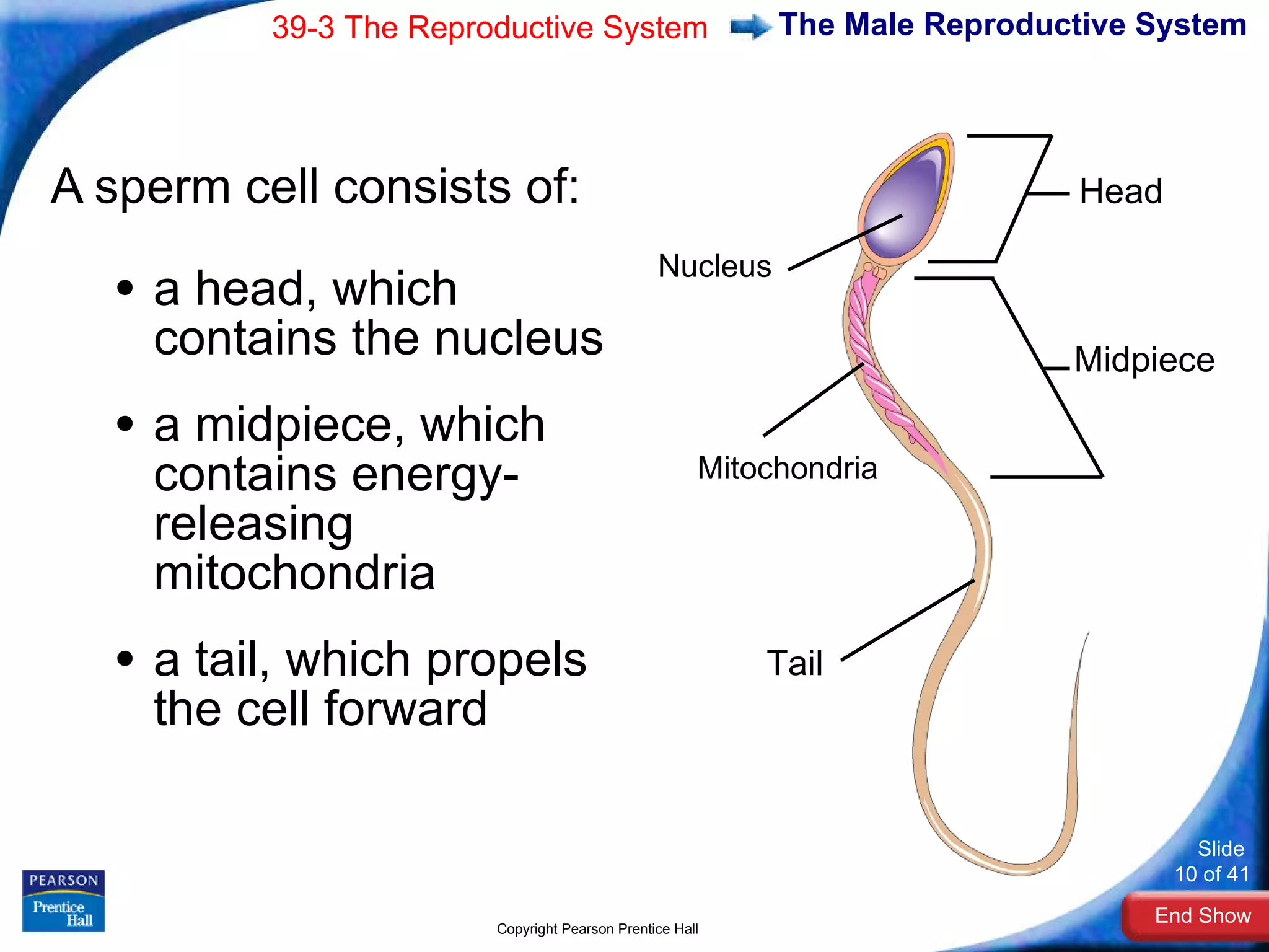 Reproductive system ppt | PPT