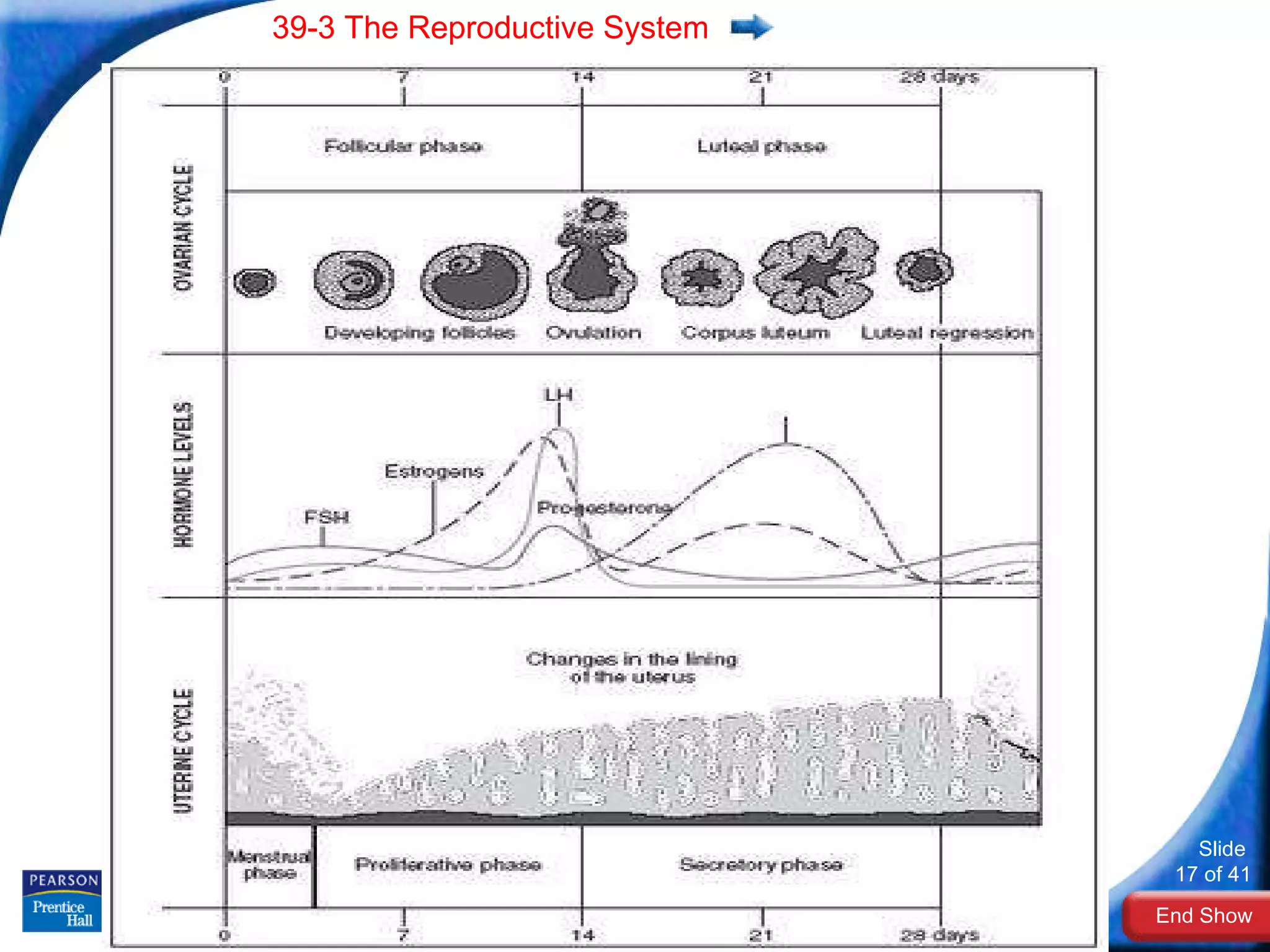 Reproductive system ppt | PPT