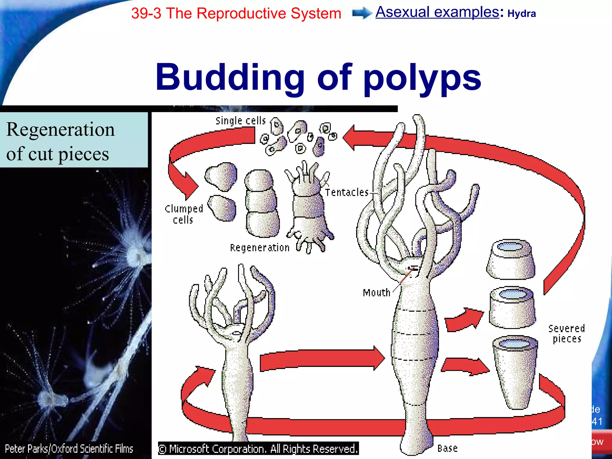 Reproductive system ppt | PPT