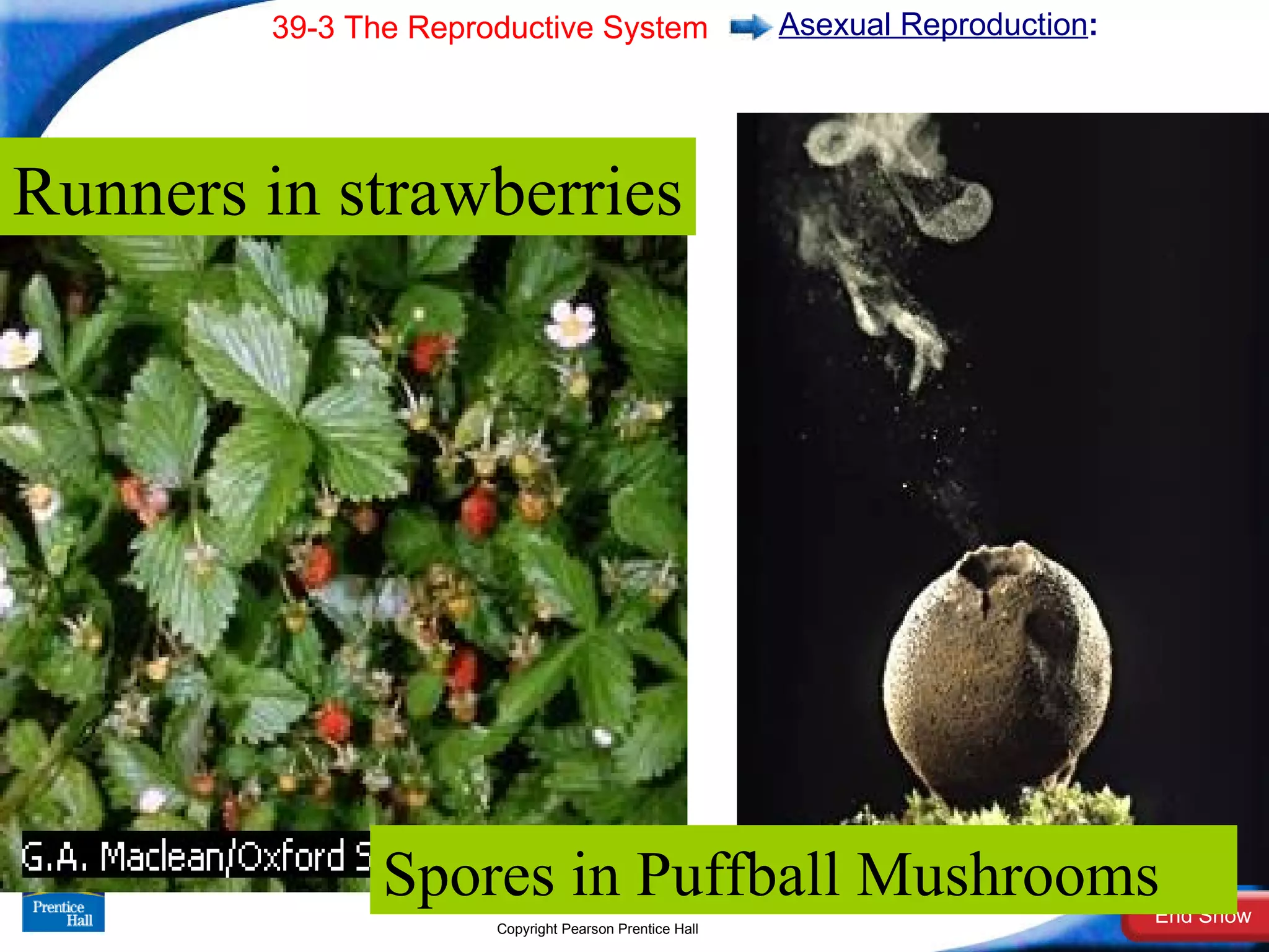 Reproductive system ppt | PPT