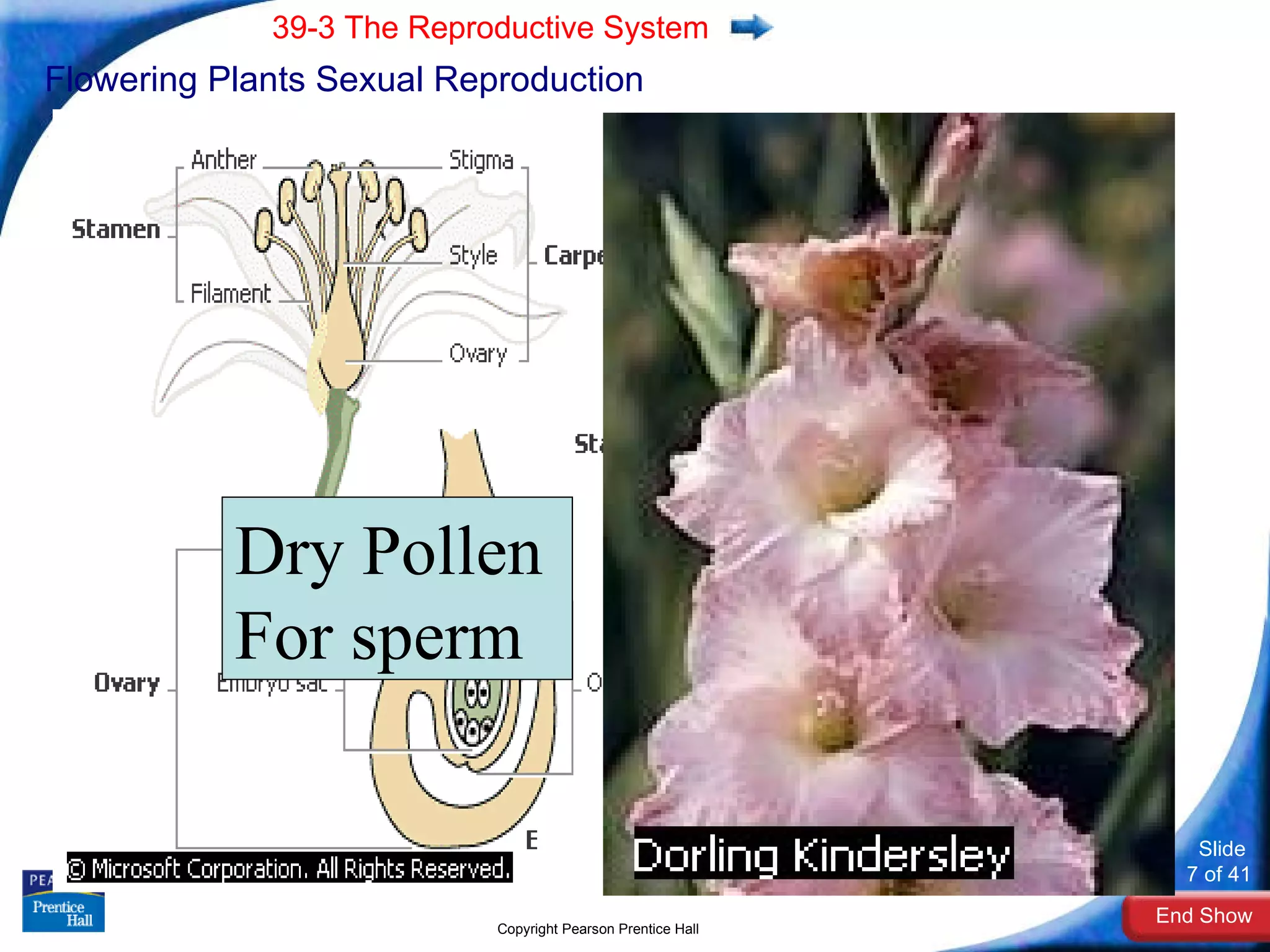 Reproductive system ppt | PPT