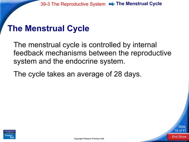 Reproductive system ppt | PPT