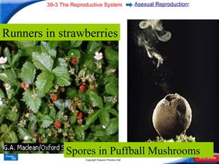 Reproductive system ppt | PPT