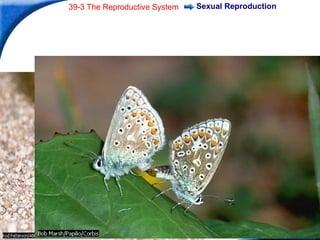 Reproductive system ppt | PPT