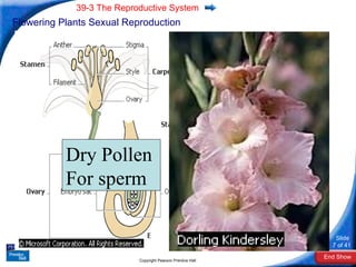 Reproductive system ppt | PPT