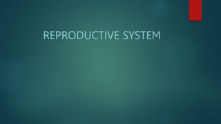 REPRODUCTIVE SYSTEM PPT.pptx radiographic | PPTX