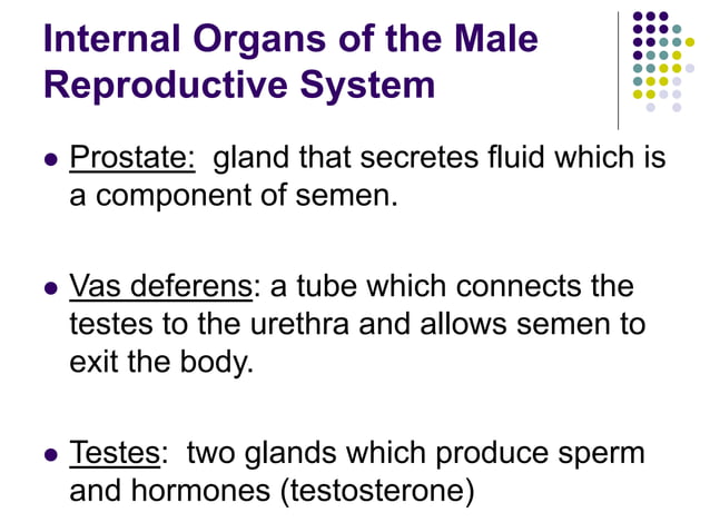 Reproductive System PPT2.ppt