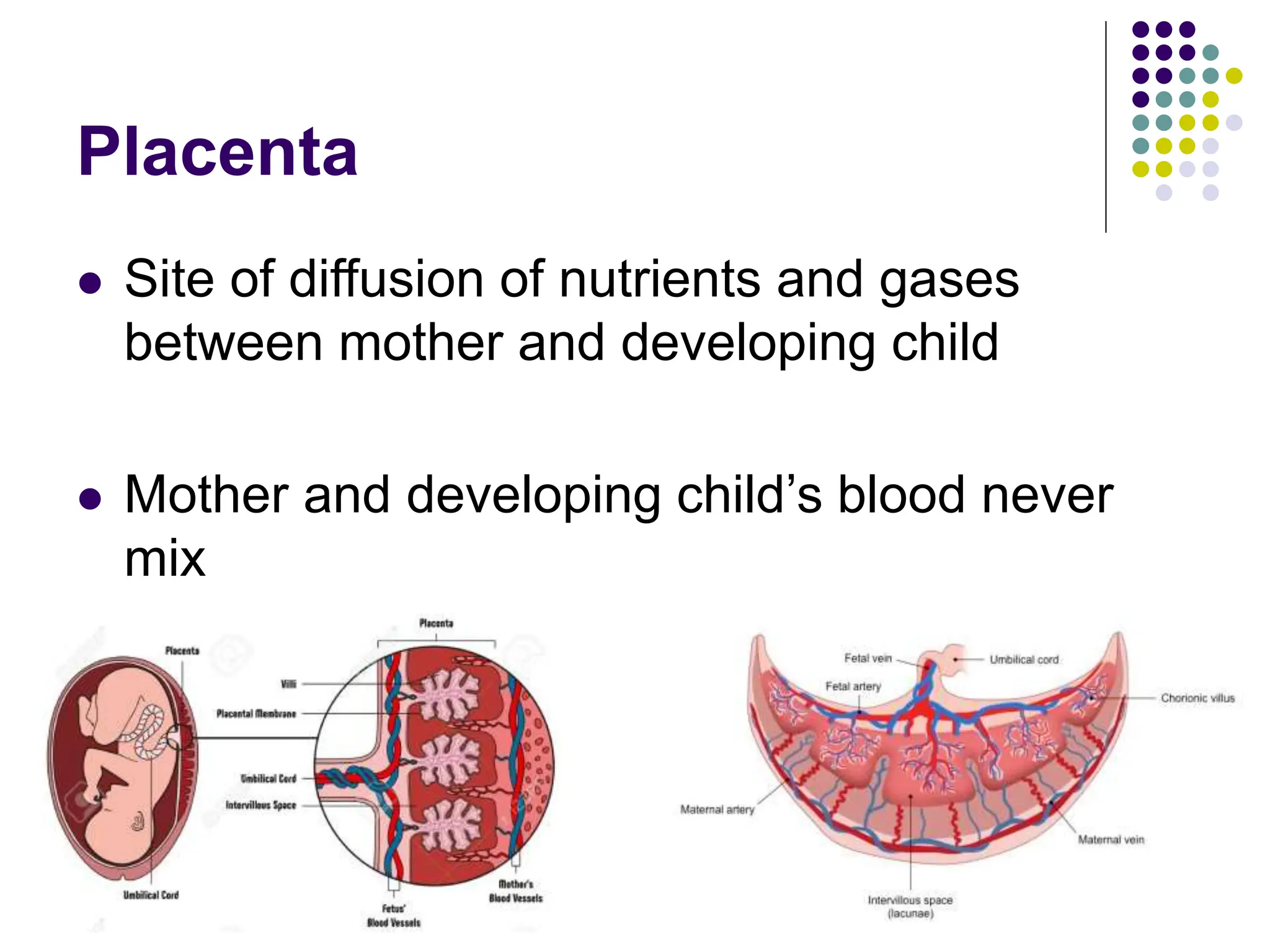 Reproductive System PPT2.ppt for grade 10 | PPT