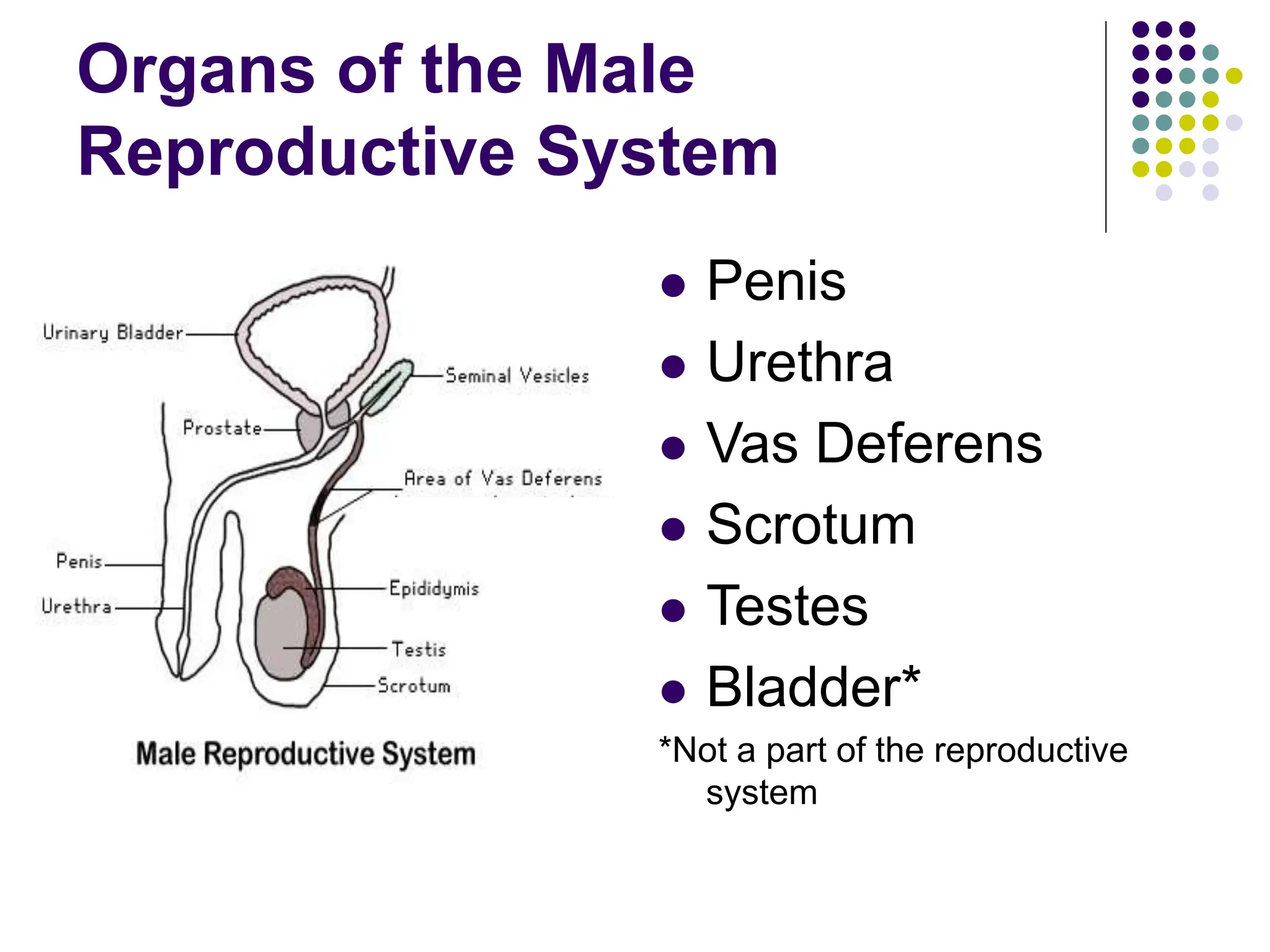 Reproductive System PPT2.ppt for grade 10 | PPT