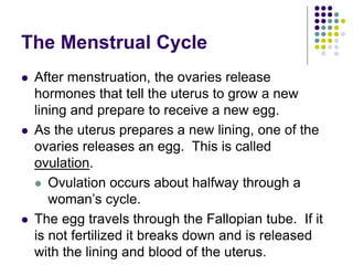 Human Body: The Reproductive System PPT2.ppt