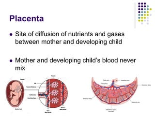 Human Body: The Reproductive System PPT2.ppt