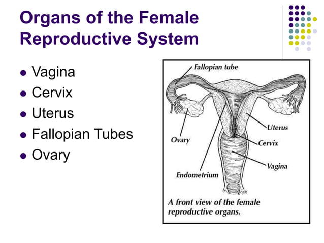 Human Body: The Reproductive System PPT2.ppt