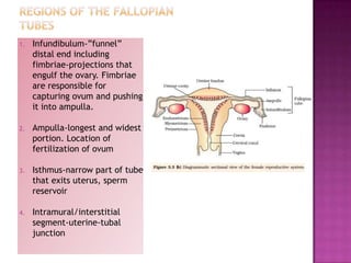 Reproductive systems | PPT
