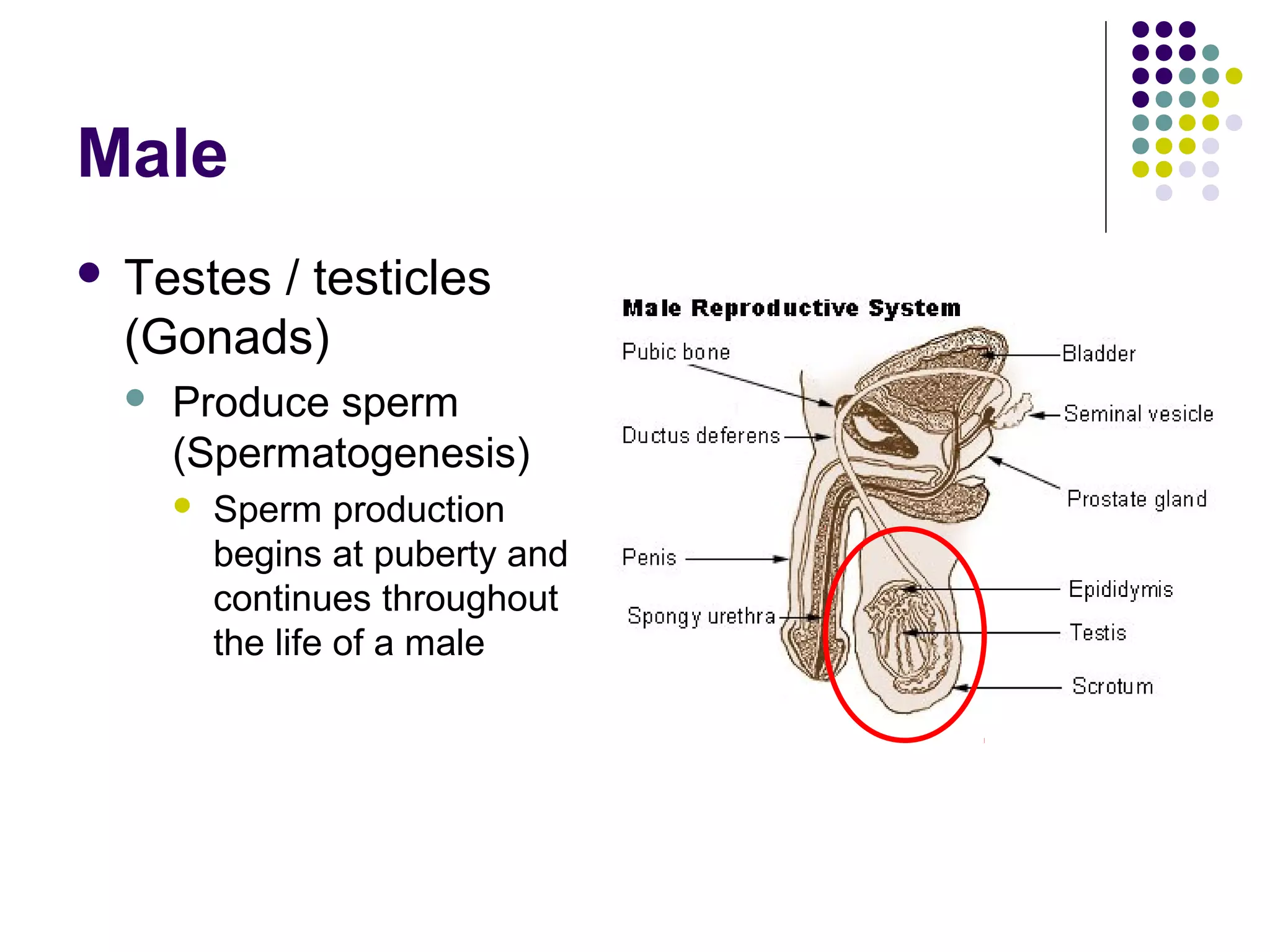 Reproductive systems | PPT