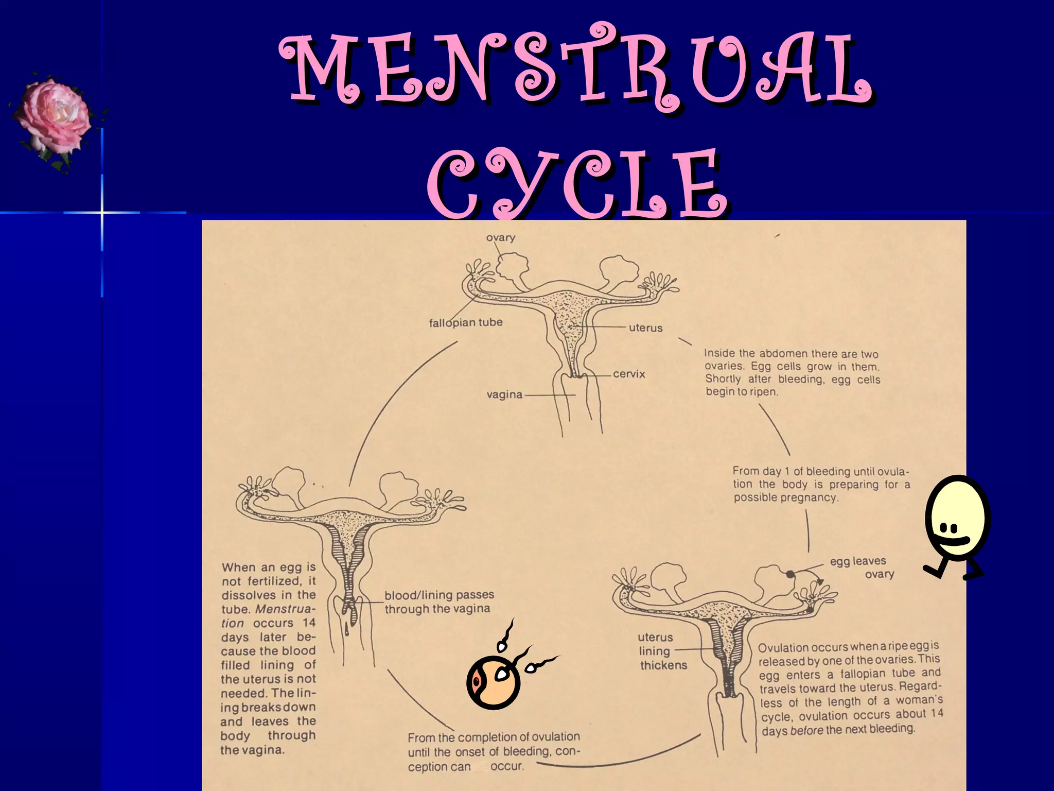 Reproductive systems Science Grade 10 | PPT