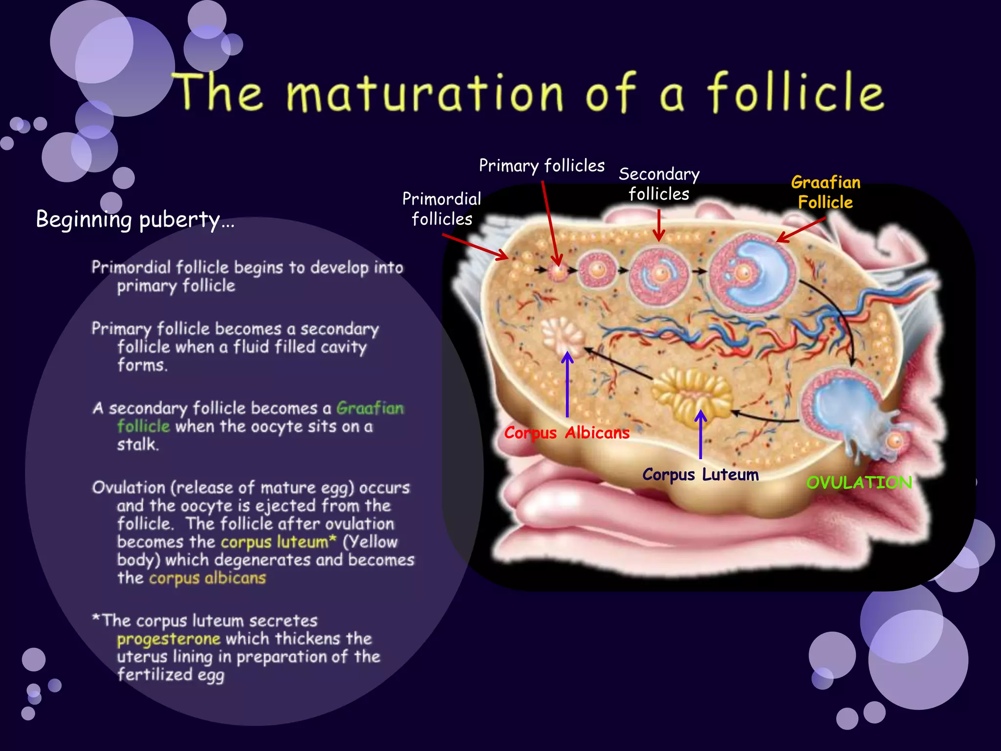 Reproductive system (slide show) | PPSX
