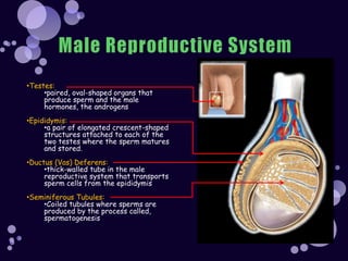 Reproductive system (slide show) | PPSX