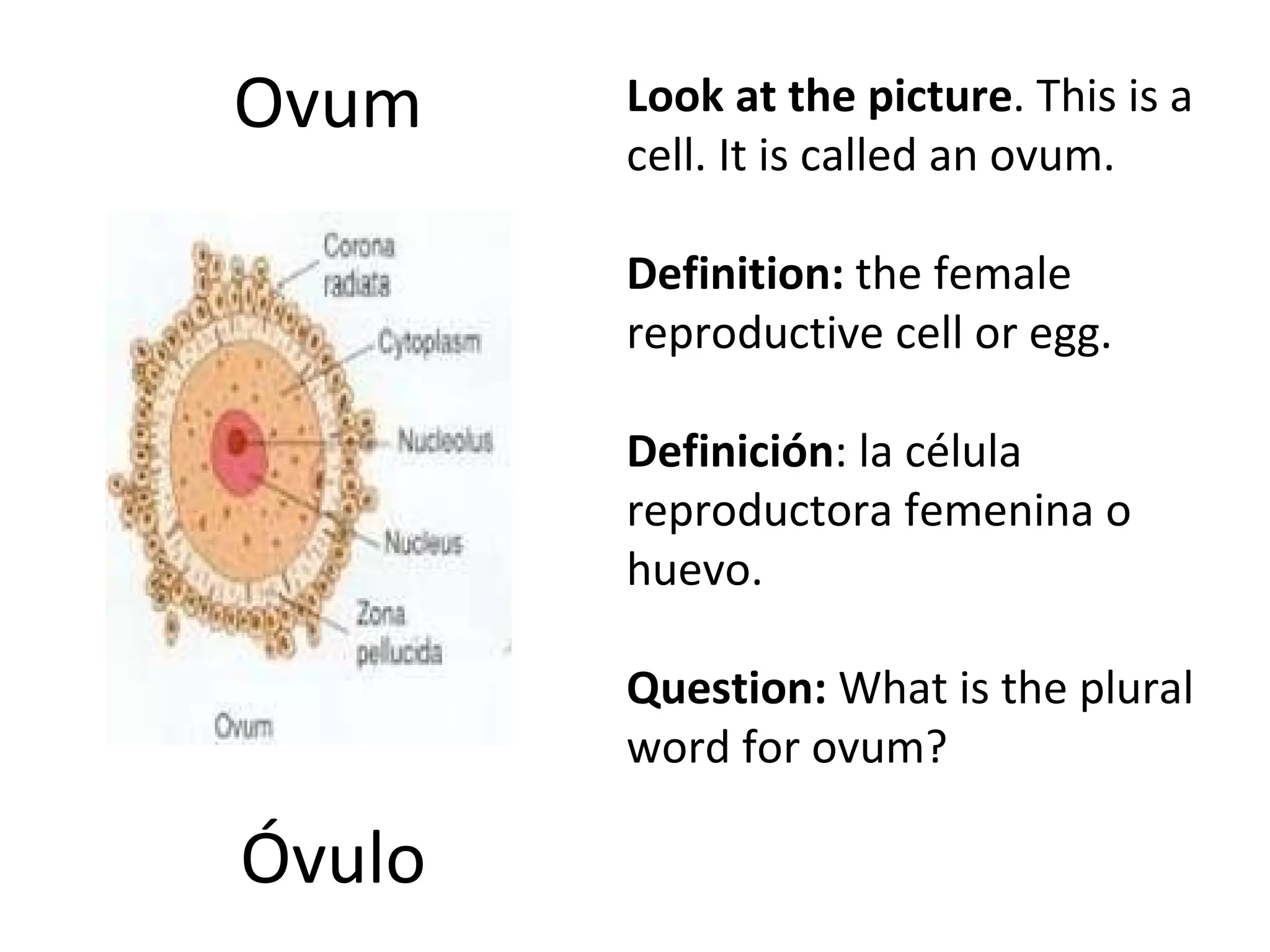 Reproductive systems presentation version 2 | PPT