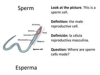 Reproductive systems presentation version 2 | PPT