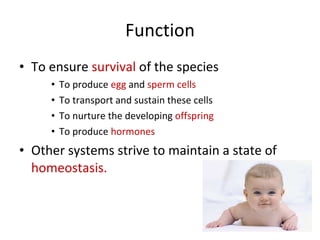 Reproductive systems presentation version 2 | PPT