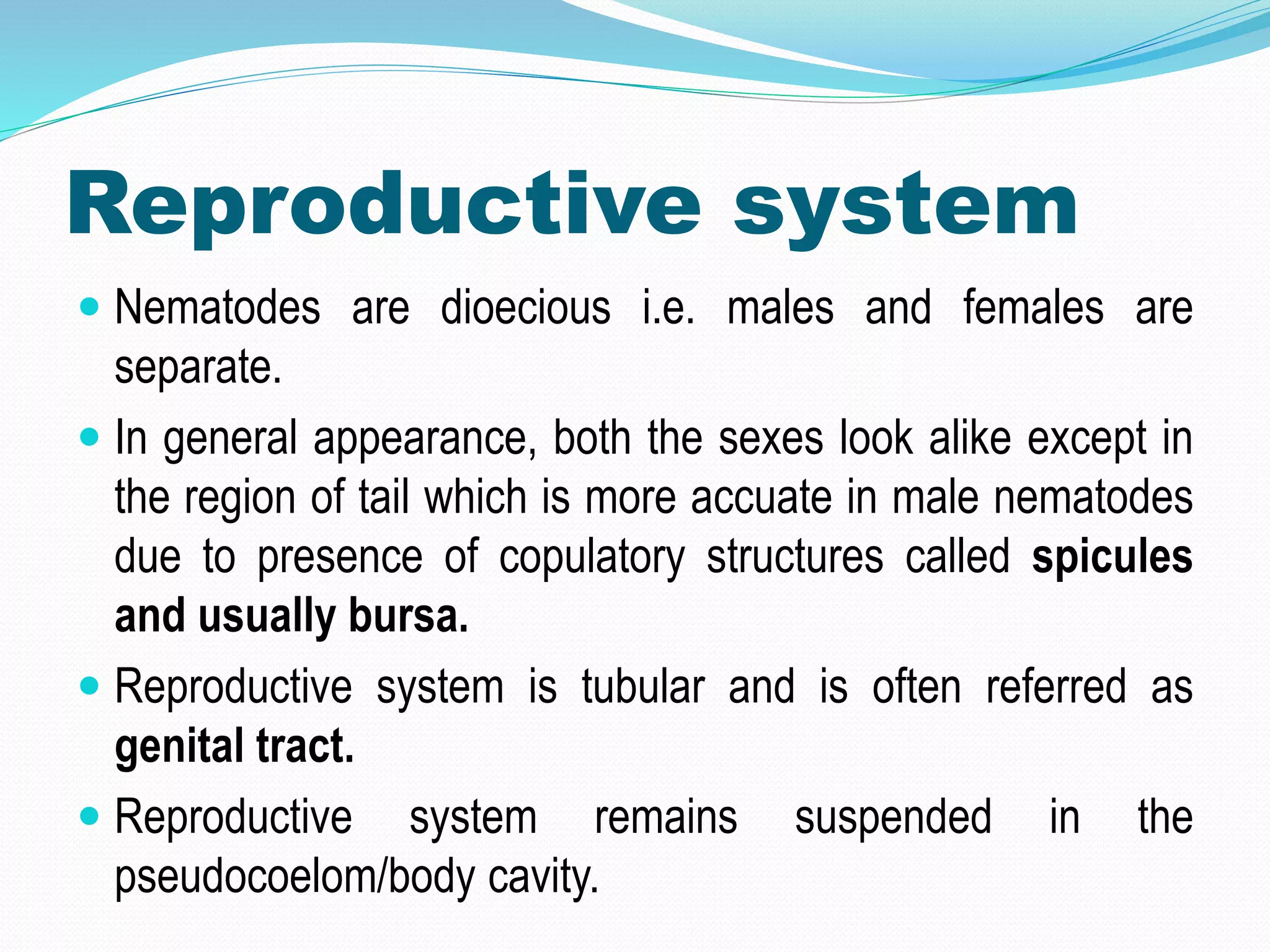 Reproductive system of Nematodes | PPTX