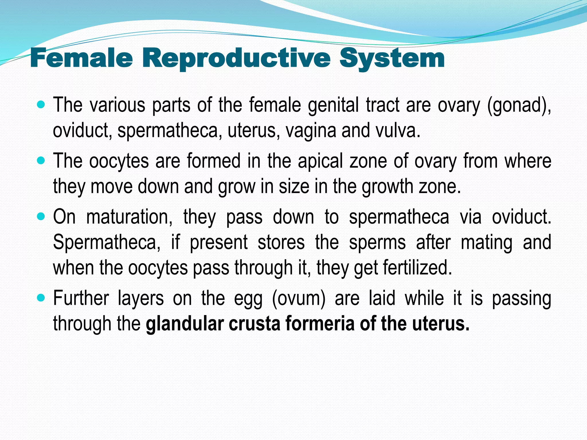 Reproductive system of Nematodes | PPTX