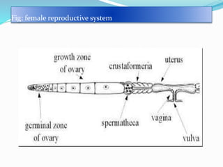 Reproductive system of Nematodes | PPT