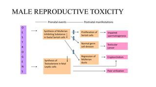 Reproductive toxicology Reproductive Toxins | PPTX