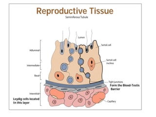 Reproductive toxicology | PPTX
