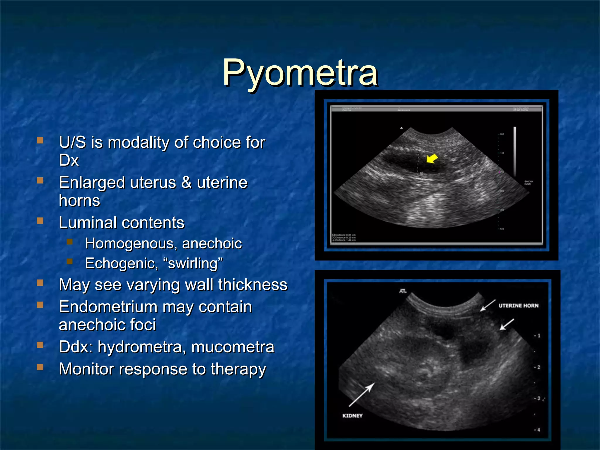 Reproductive Ultrasonography in animals | PPT