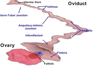 SISTEMA REPRODUCTIVO DE LAS HEMBRAS | PPT