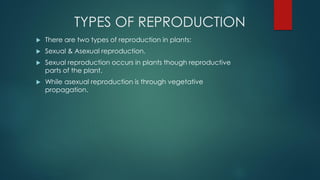 Reproducton in forest trees. | PDF