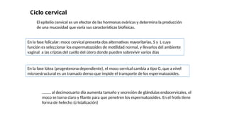 Fisiologia del Aparato Reproductor Femenino.pptx