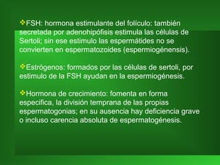 Reproductor macho | PPT