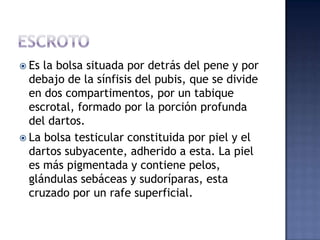 Reproductormasculino | PPTX