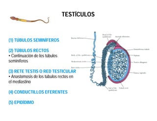 Histología de aparato reproductor masculino | PDF