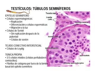 Histología De Las Células De Sertoli
