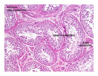 Histología Testicular