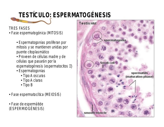 Histología de aparato reproductor masculino