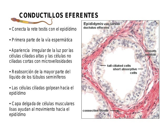 Histología de aparato reproductor masculino