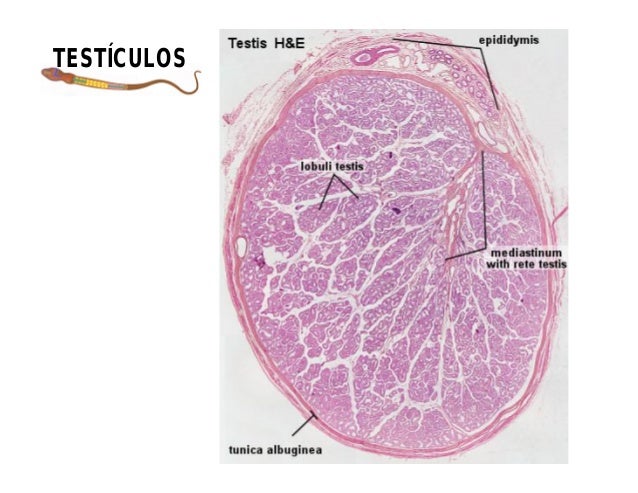 Histología de aparato reproductor masculino
