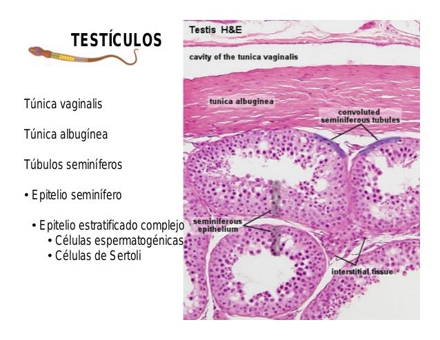 SISTEMA REPRODUCTOR MASCULINO: mayo 2015