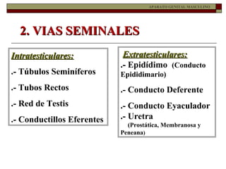 Aparato Reproductor Masculino | PPT