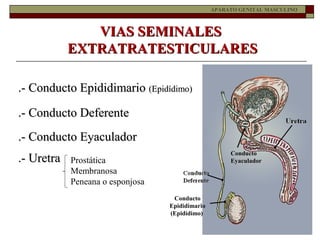 Aparato Reproductor Masculino | PPT