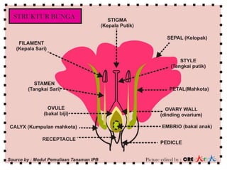 Reproduksi Tanaman - Tugas Dasar Ilmu Tanaman | PPTX