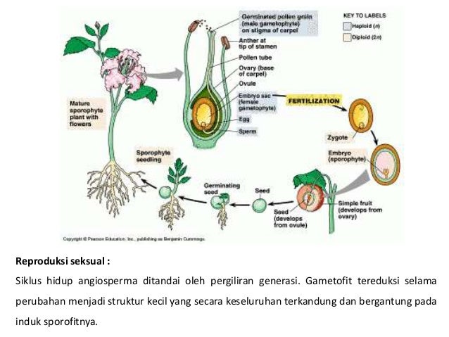 Reproduksi Tanaman Tugas Dasar Ilmu Tanaman