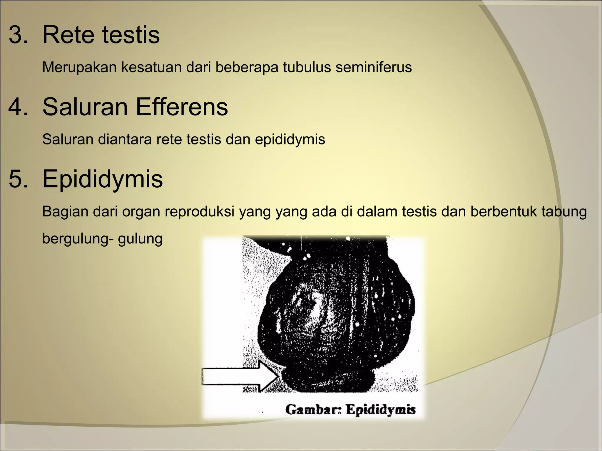 Reproduksi babi jantann 2 | PPT