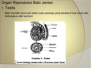 Reproduksi babi jantann 2 | PPT